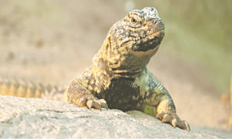 Human lust for eternal youth threatens some animal species - Newspaper ...