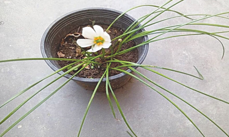 GARDENING: THE RAIN BLOOMER - Newspaper - DAWN.COM