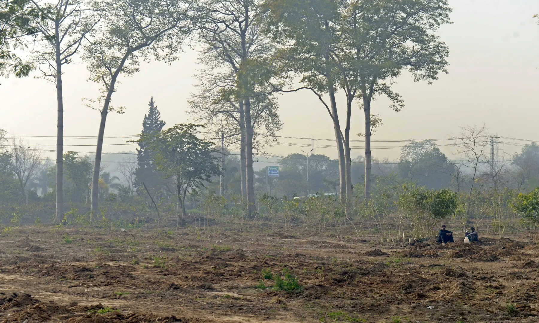 Missing the forest for the trees - Pakistan - DAWN.COM