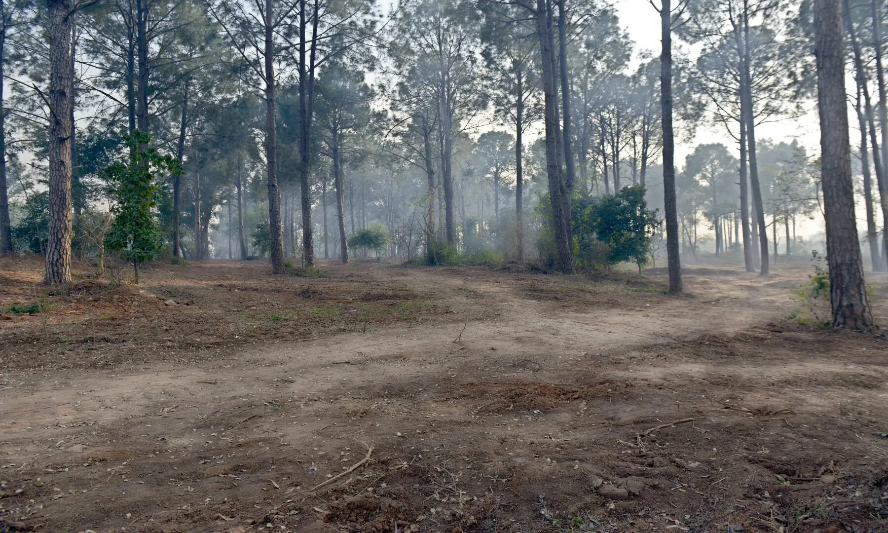 Missing the forest for the trees - Pakistan - DAWN.COM