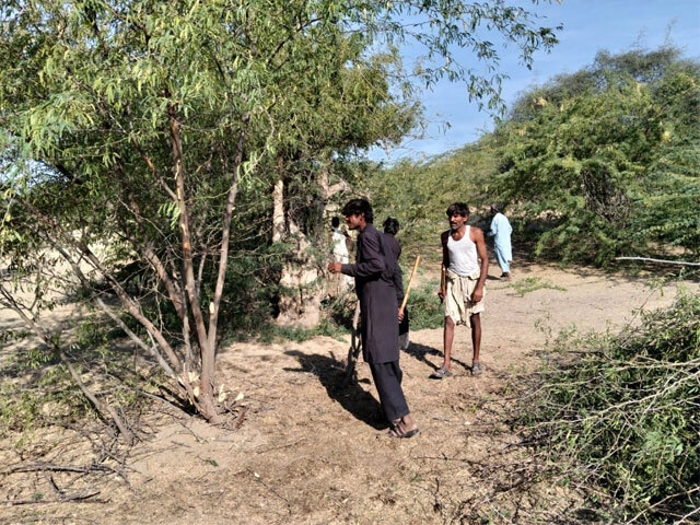 ENVIRONMENT: THARPARKAR’S POISONOUS INVASION - Newspaper - DAWN.COM