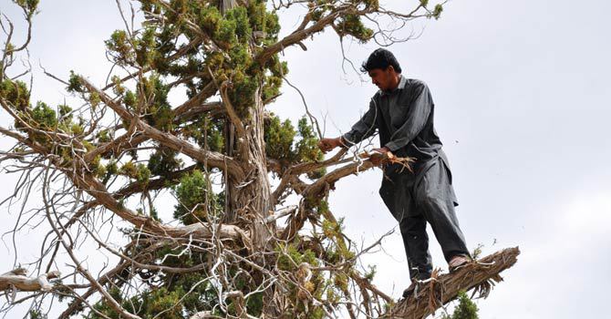زیارت کے جونیپر جنگلات کیلئے بایوسفیئرریزرو کا درجہ - Pakistan - Dawn ...